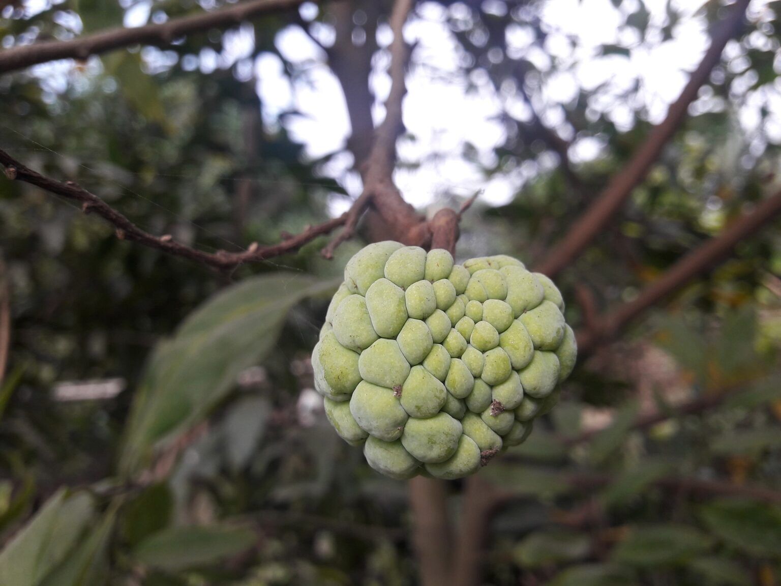 Annona Tree [Anoda] - Divine Plants